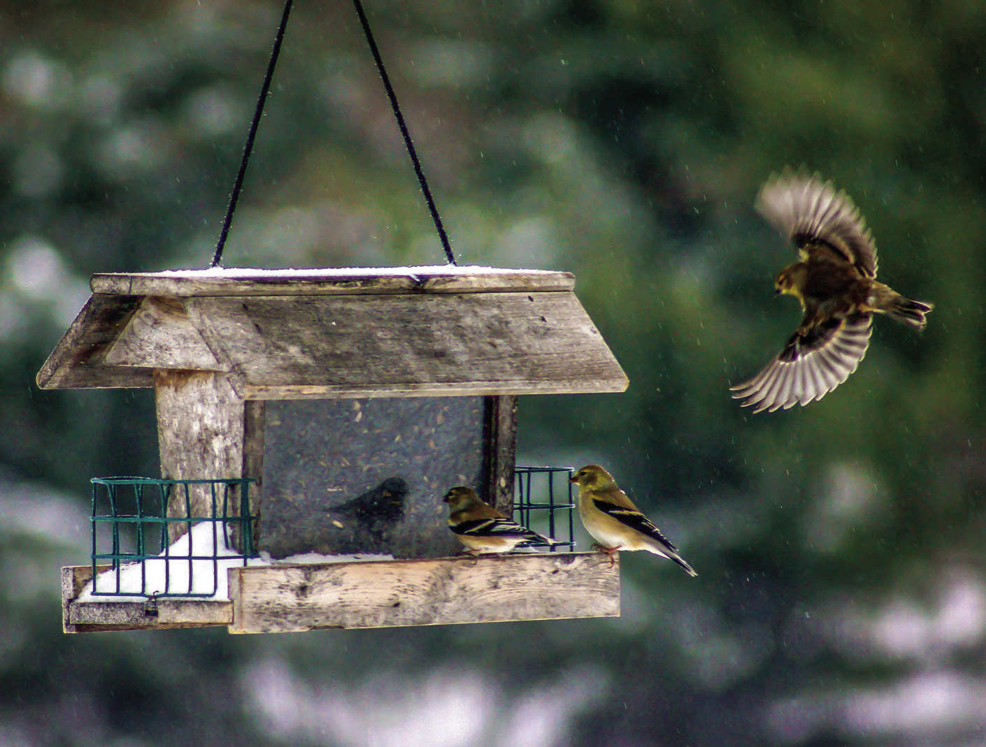 February is National Bird-Feeding Month | Garvin County