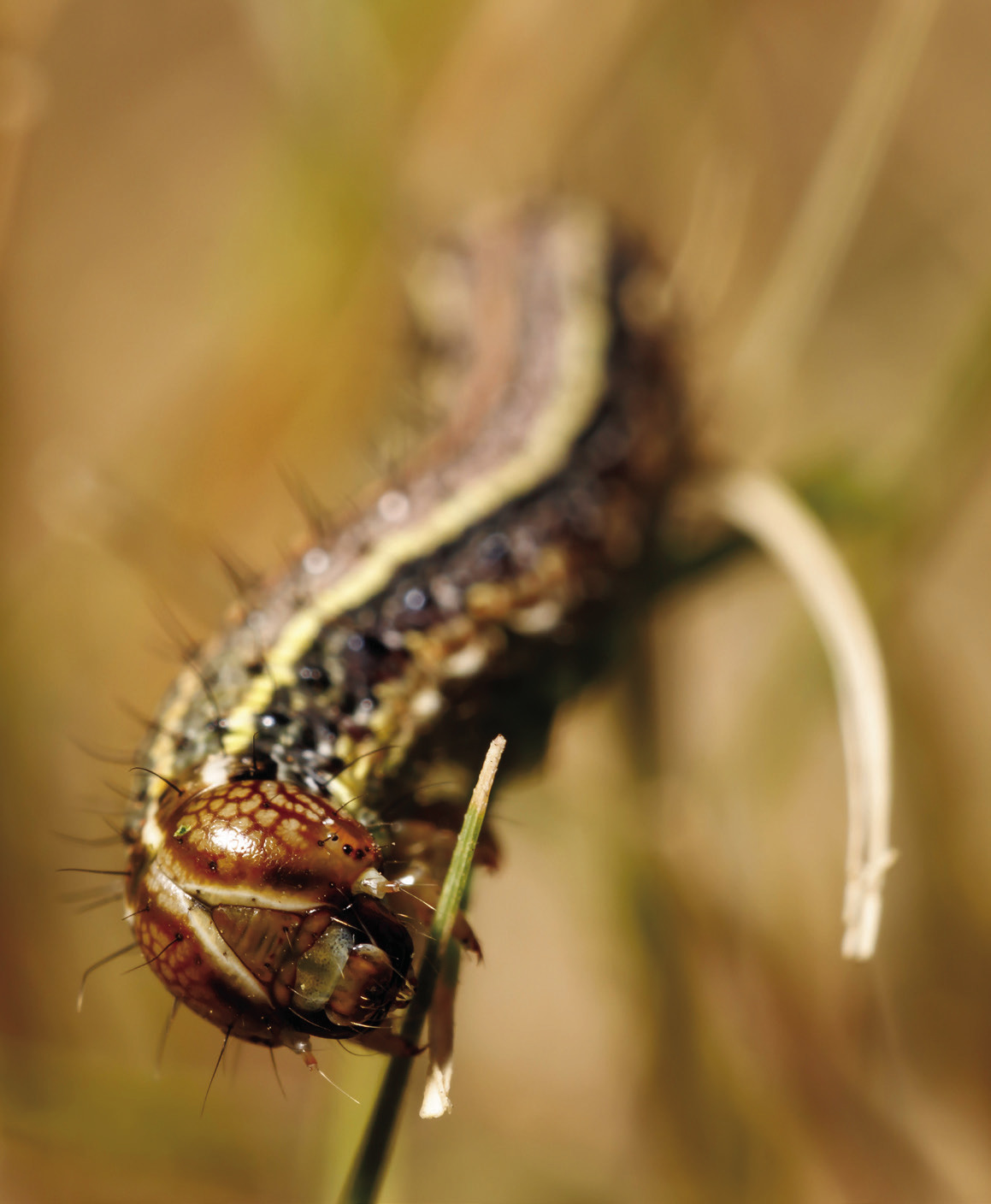 Fall armyworms are on the rise in Oklahoma. Here’s what you should do ...